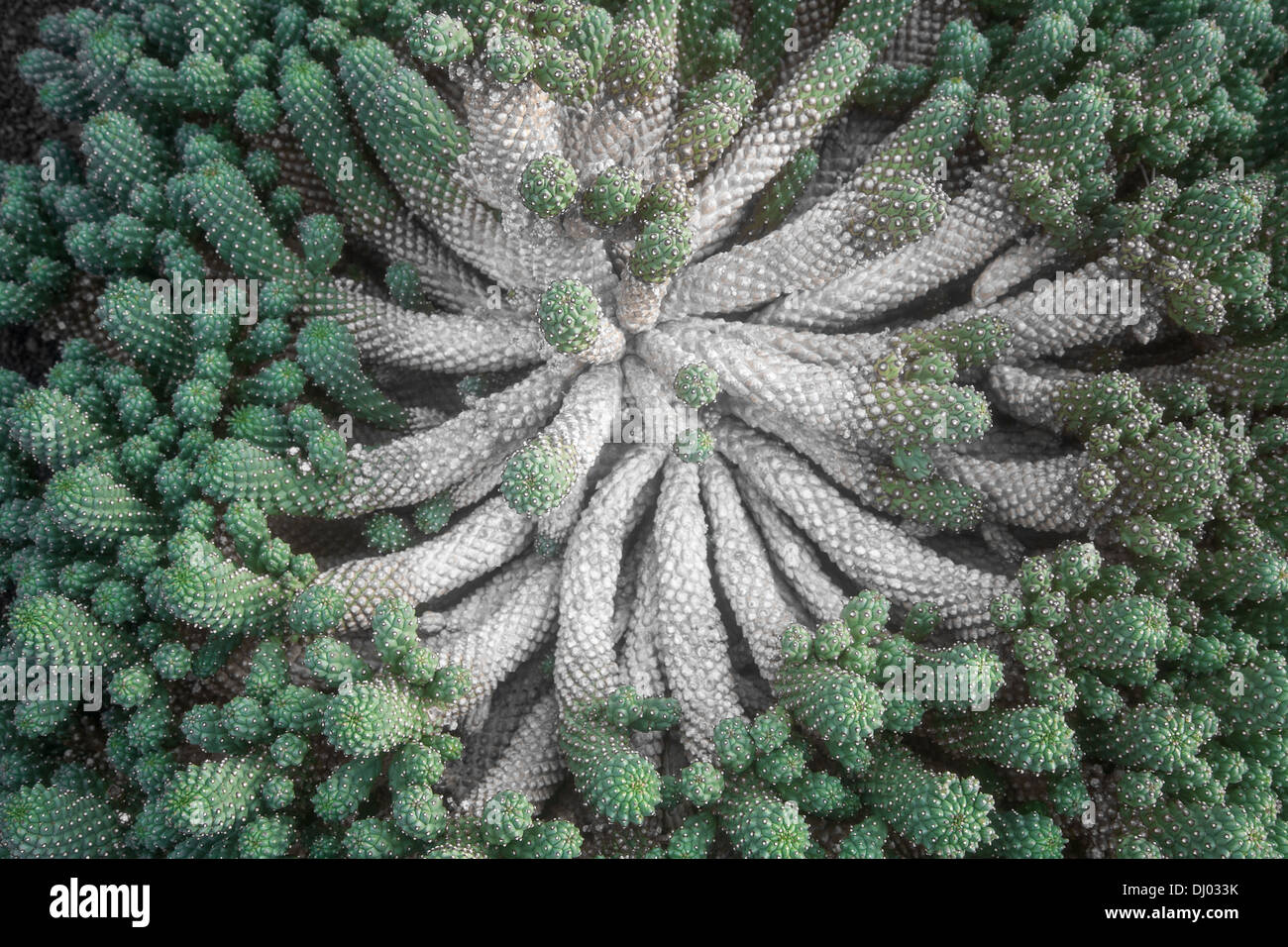 Plante Cactus Vert Banque d'image et photos - Alamy