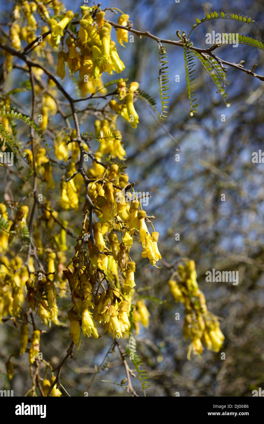Fleurs de kowhai Banque de photographies et d’images à haute résolution ...