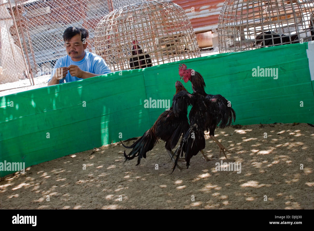 Rooster fighting Banque de photographies et d’images à haute résolution ...