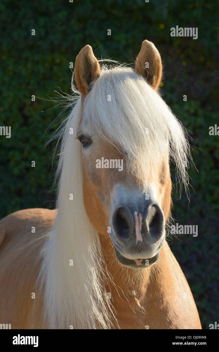 Haflinger cheval portrait Banque de photographies et d’images à haute ...