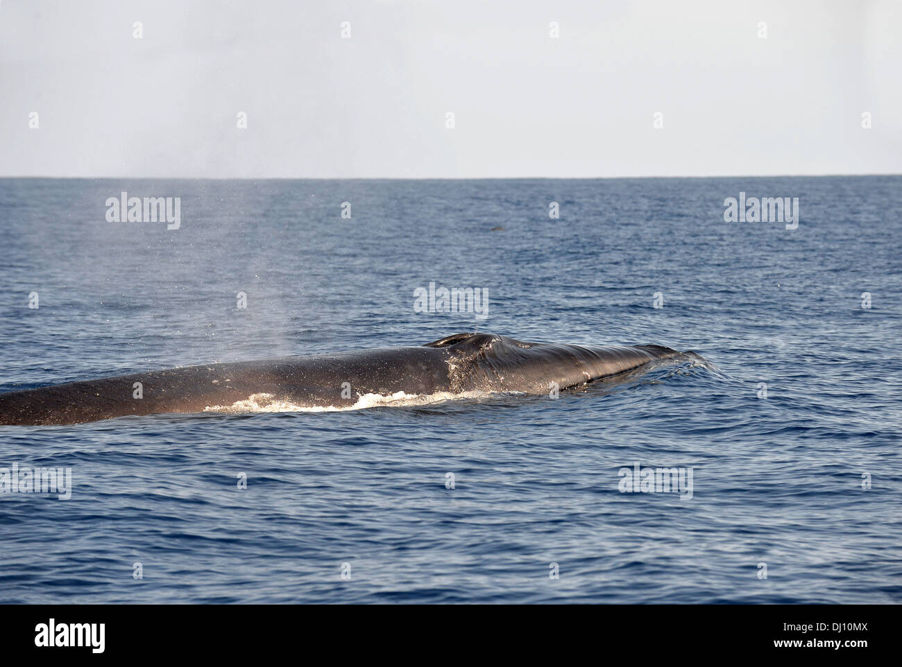 Le rorqual boréal (Balaenoptera borealis) souffle à la surface, les ...