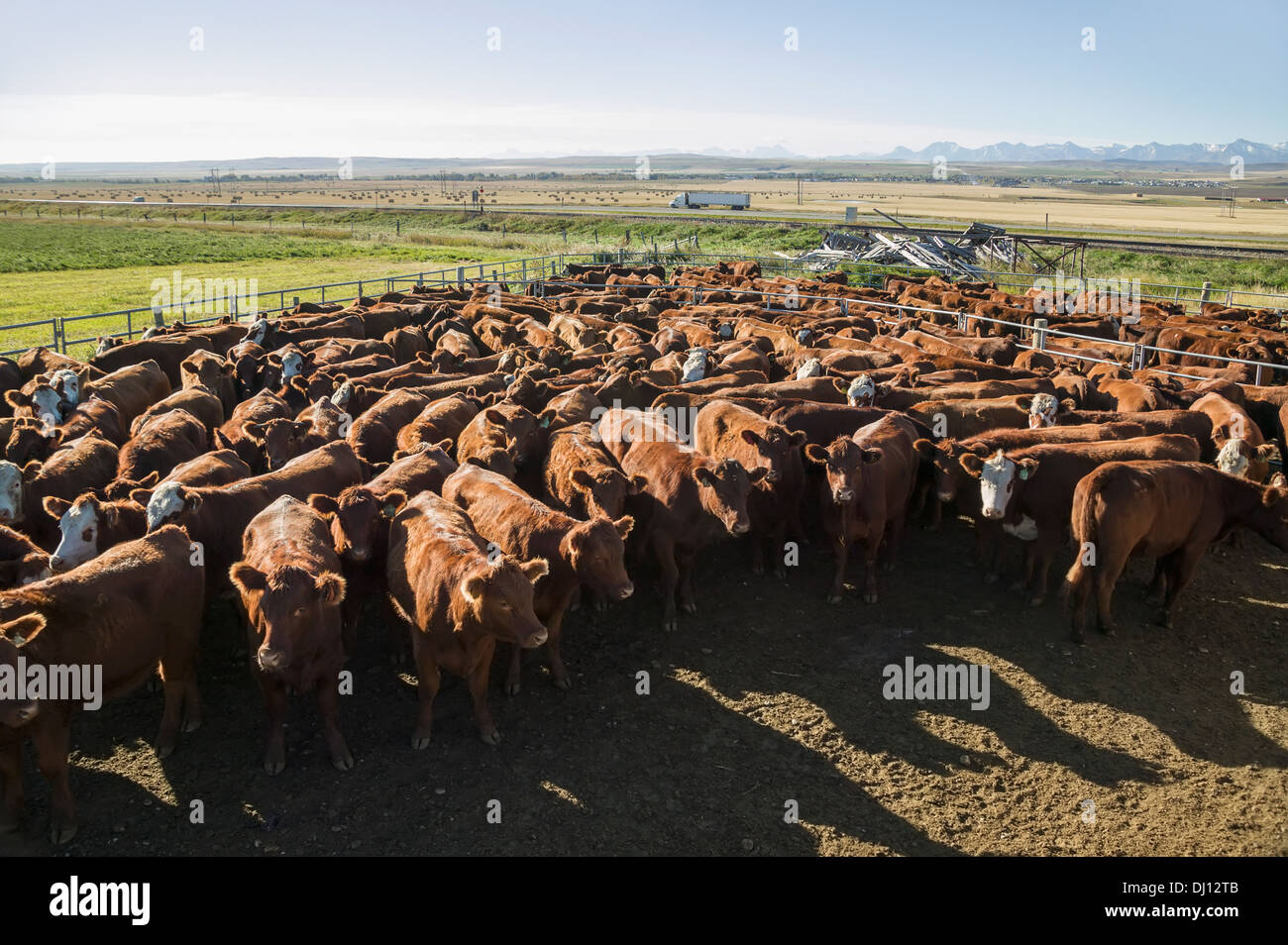 Abondance cattle Banque de photographies et d’images à haute résolution ...