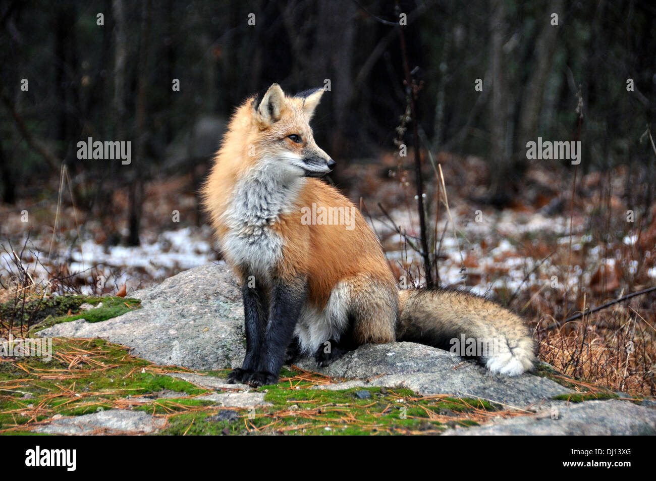 Renard roux assis Banque de photographies et d’images à haute ...