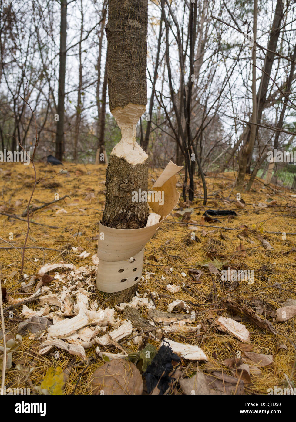 Beaver chewing tree Banque de photographies et d’images à haute résolution - Alamy