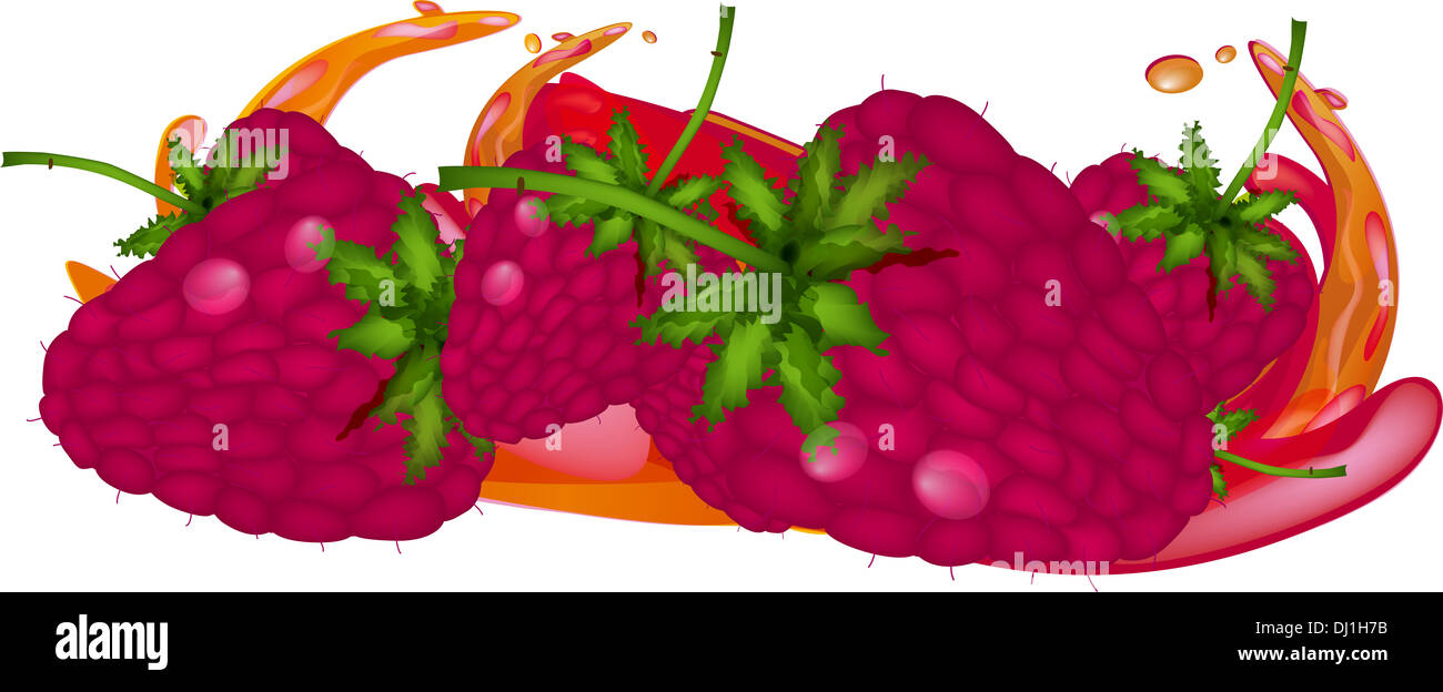 Framboise clipart Banque de photographies et d’images à haute ...