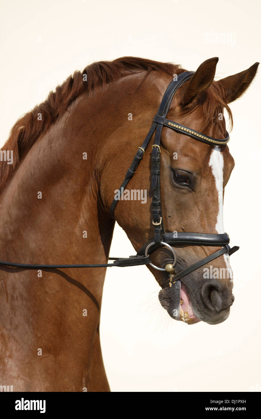 Virement de cheval Banque de photographies et d’images à haute ...