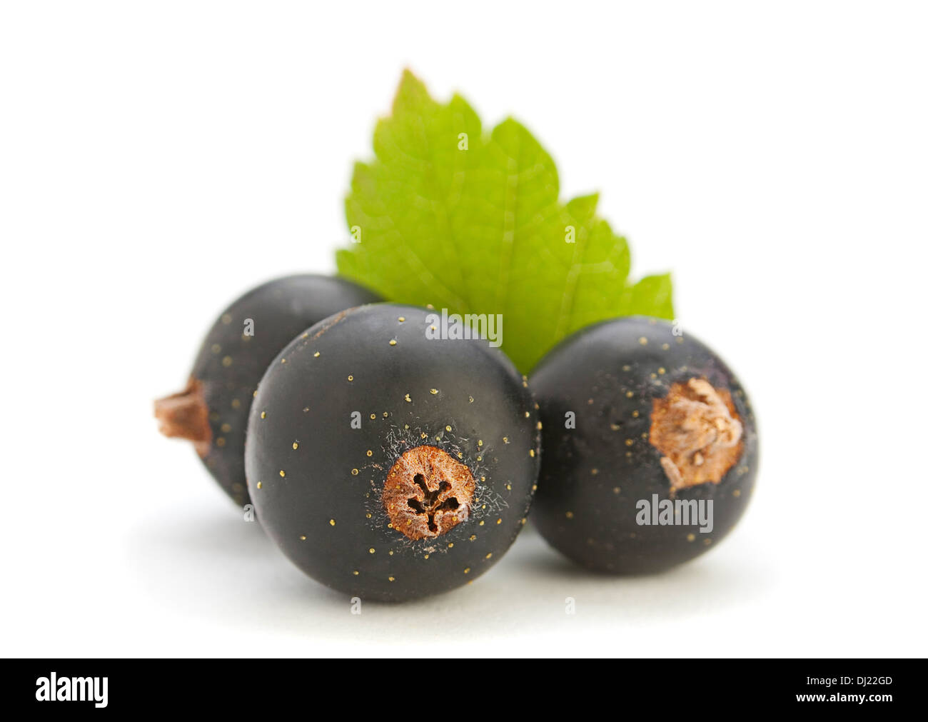 Cassis fruit Banque de photographies et d’images à haute résolution - Alamy