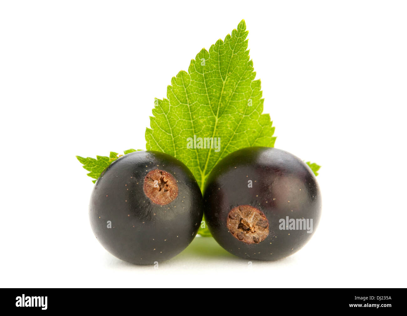 Cassis fruit Banque de photographies et d’images à haute résolution - Alamy