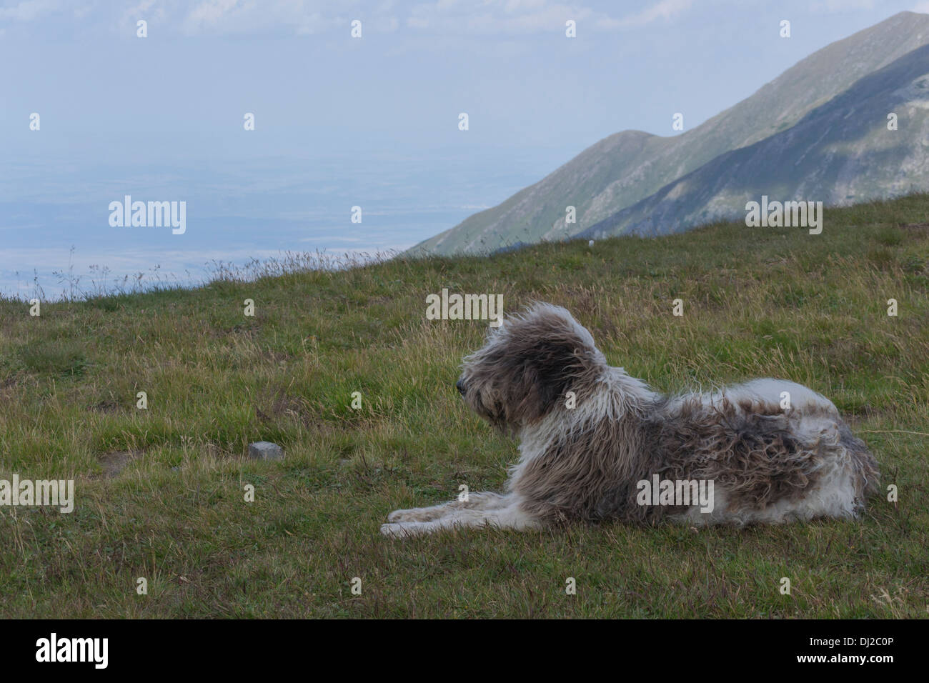 Montagnes roumaines fagaras sommets des carpates Banque de ...