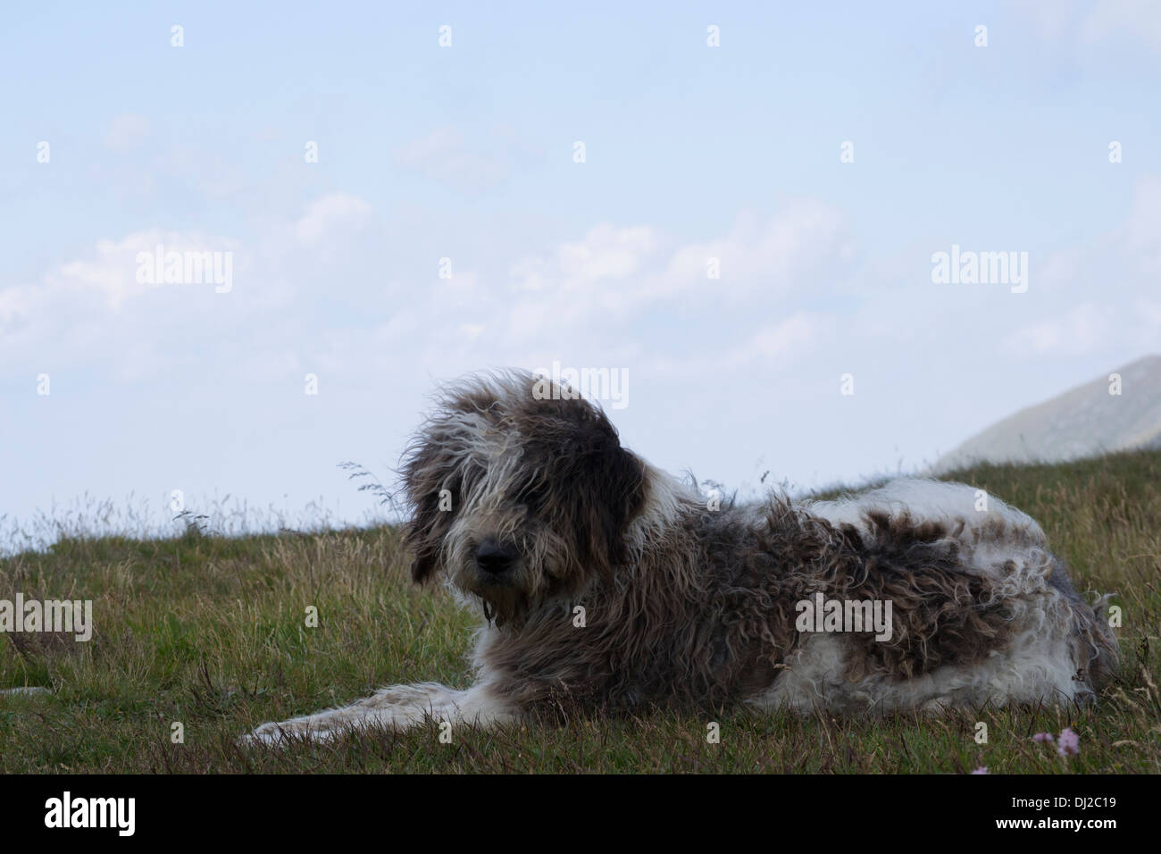 Montagnes roumaines fagaras sommets des carpates Banque de ...