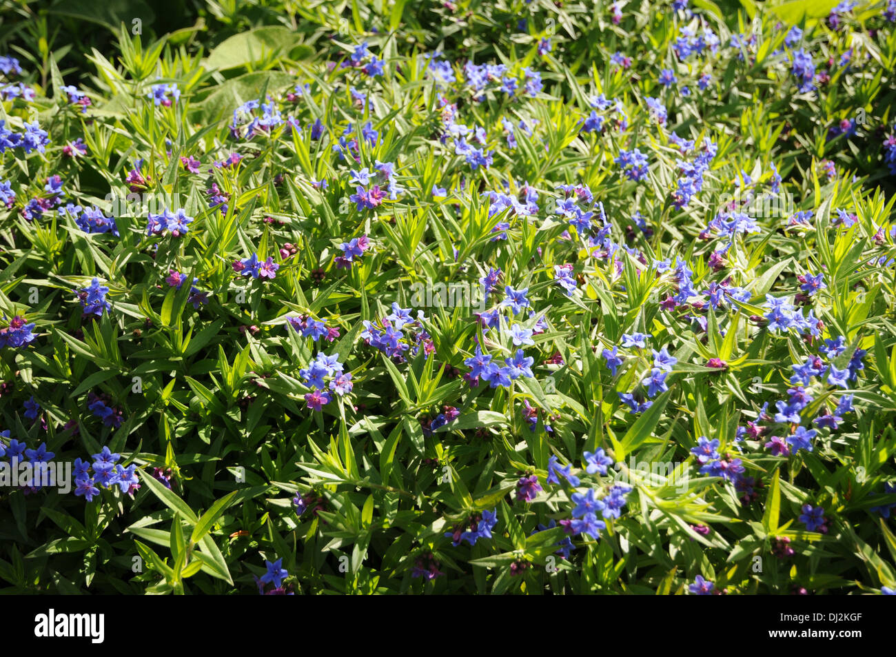 Buglossoides purpurocaeruleum Banque de photographies et d’images à ...
