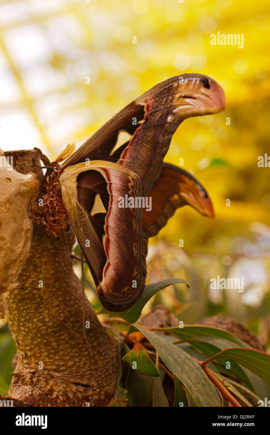 Atlas moths Banque de photographies et d’images à haute résolution - Alamy