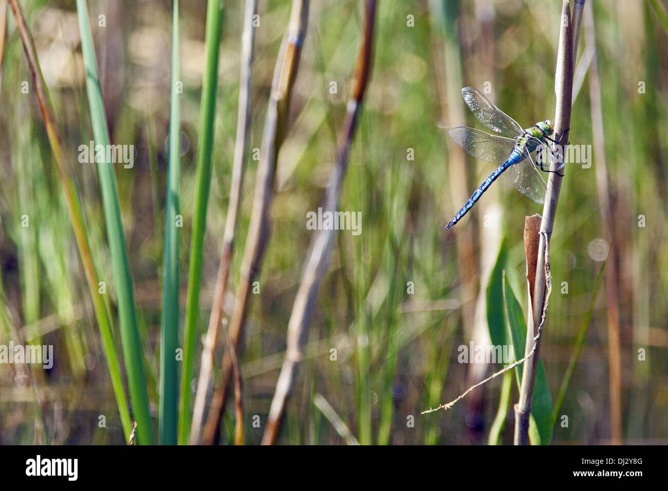 Empereur libellule ou empereur bleu Banque d'image et photos - Alamy