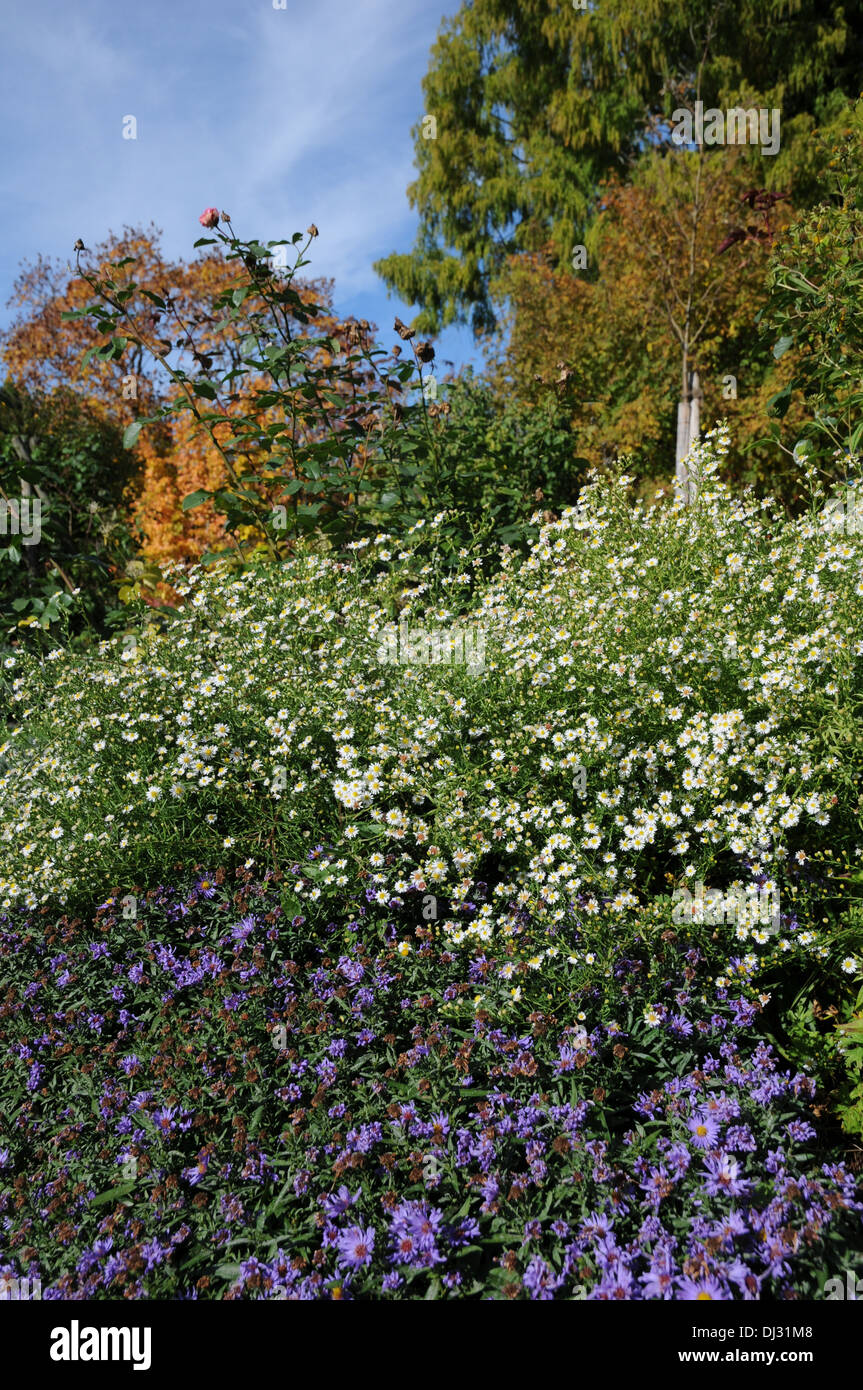 White heath aster Banque de photographies et d’images à haute ...