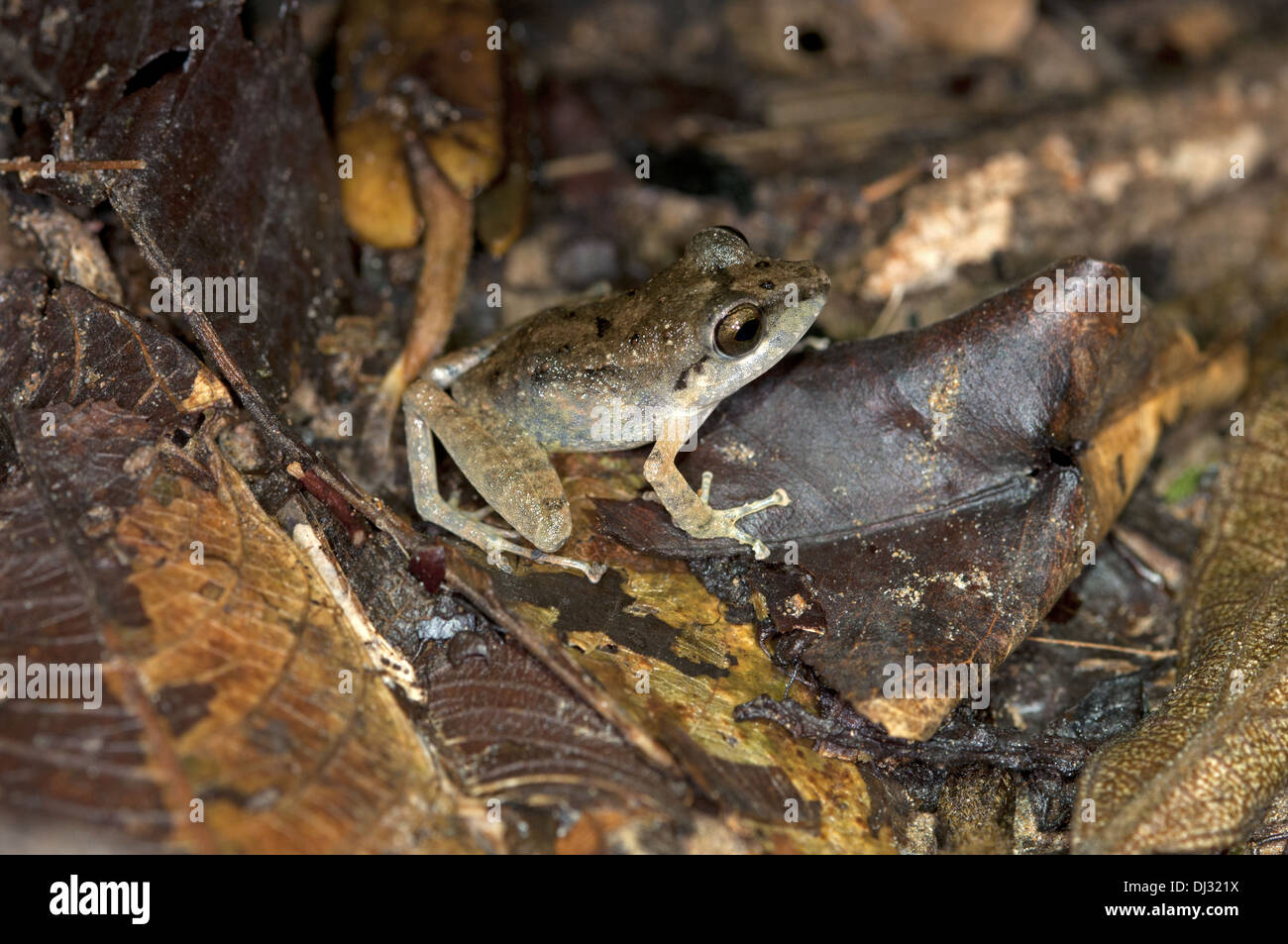 Grenouilles de pluie Banque de photographies et d’images à haute ...