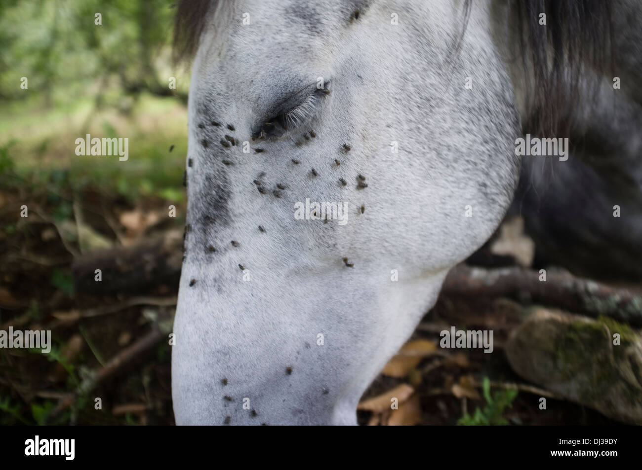 Mouches mouches Banque de photographies et d’images à haute résolution ...
