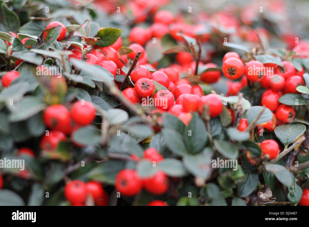 Baies automne hiver Banque de photographies et d’images à haute ...