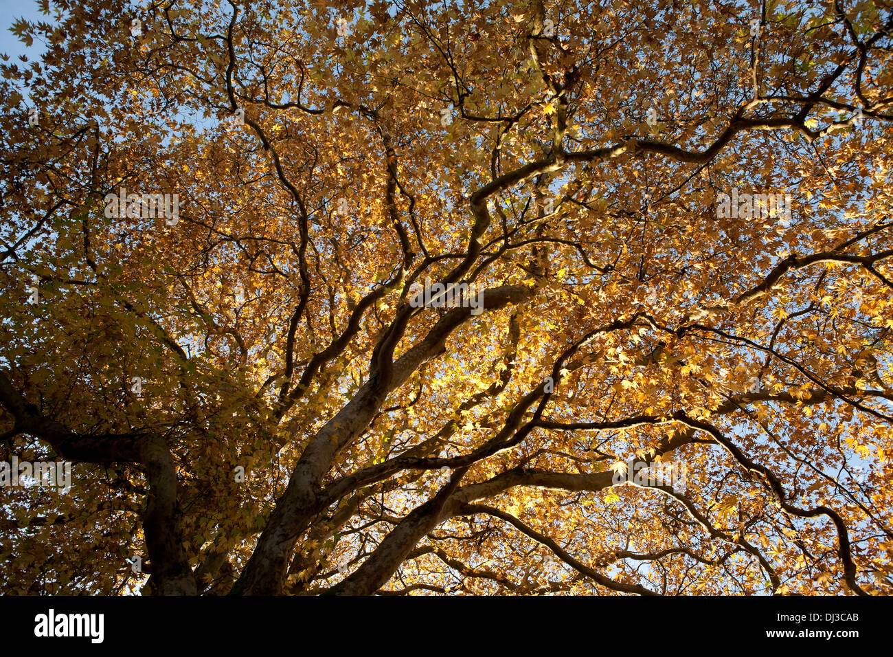 Arbre de sycomore Banque de photographies et d’images à haute ...