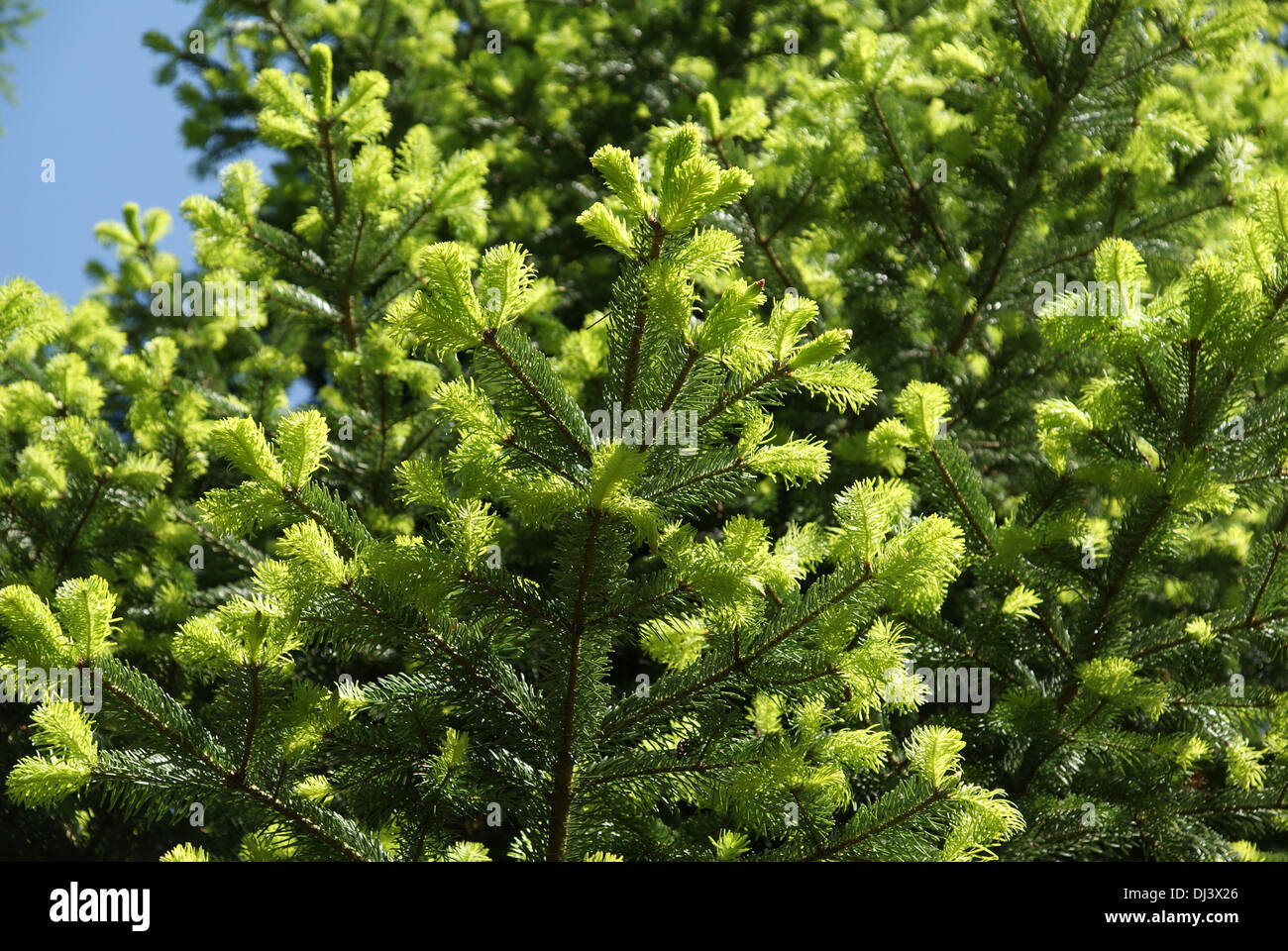 Sapin nordman Banque de photographies et d’images à haute résolution - Alamy