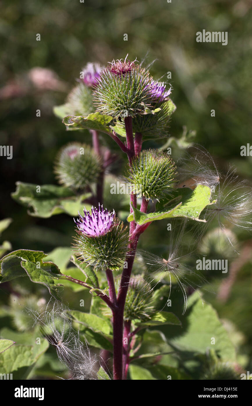 Grande bardane Banque de photographies et d’images à haute résolution ...