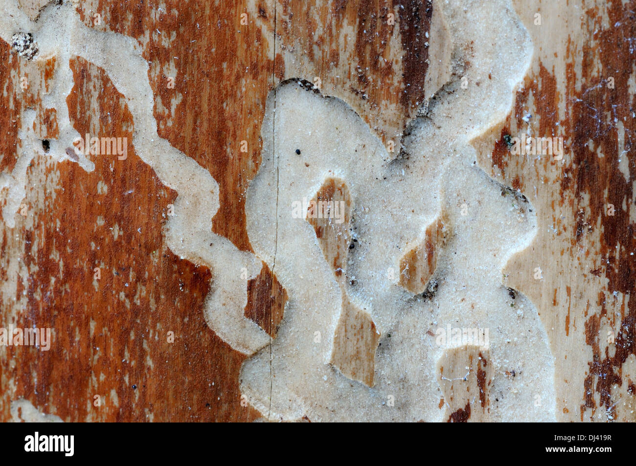 Les scolytes Banque de photographies et d’images à haute résolution - Alamy