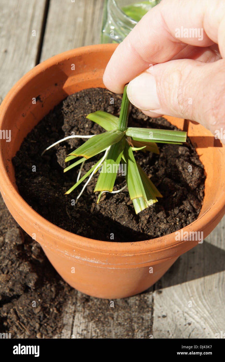 Fleurs de papyrus Banque de photographies et d’images à haute ...