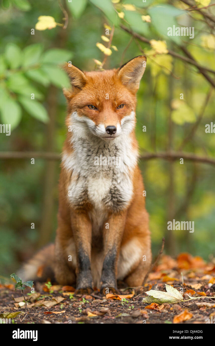 Renard assis Banque de photographies et d’images à haute résolution - Alamy