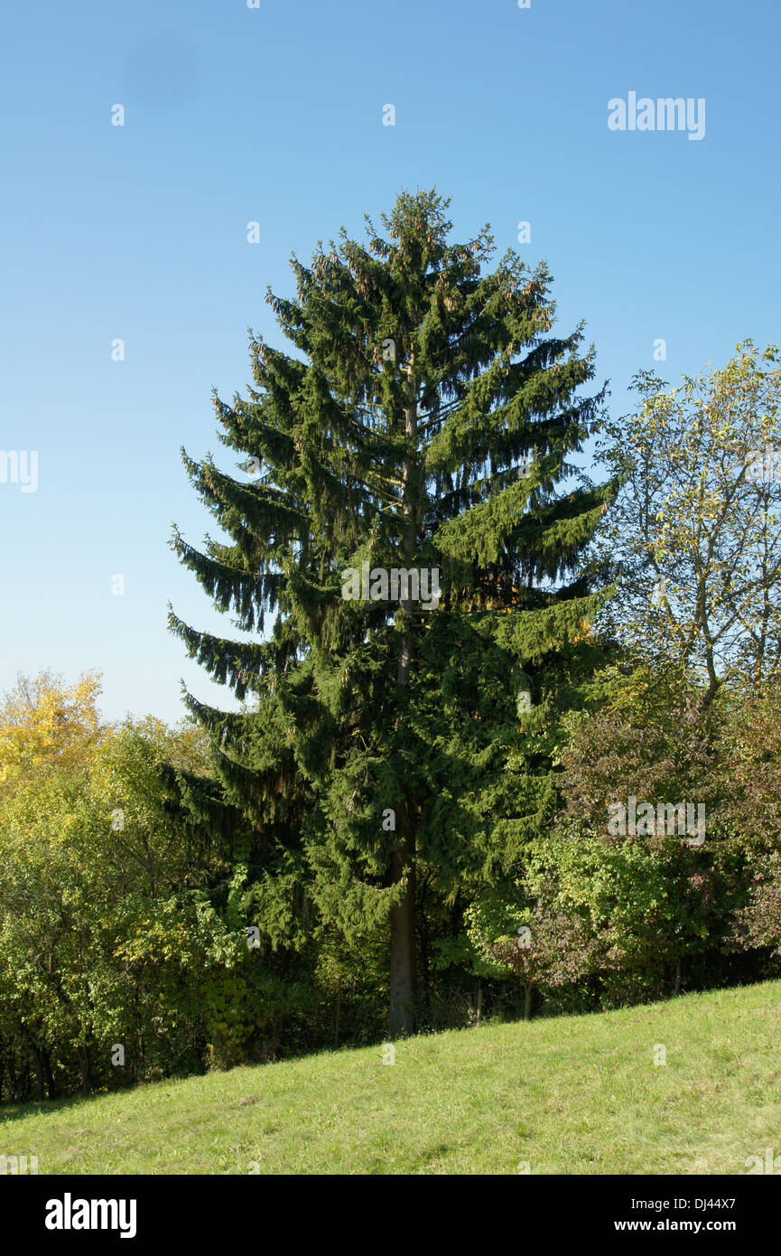 Picea excelsa Banque de photographies et d’images à haute résolution ...
