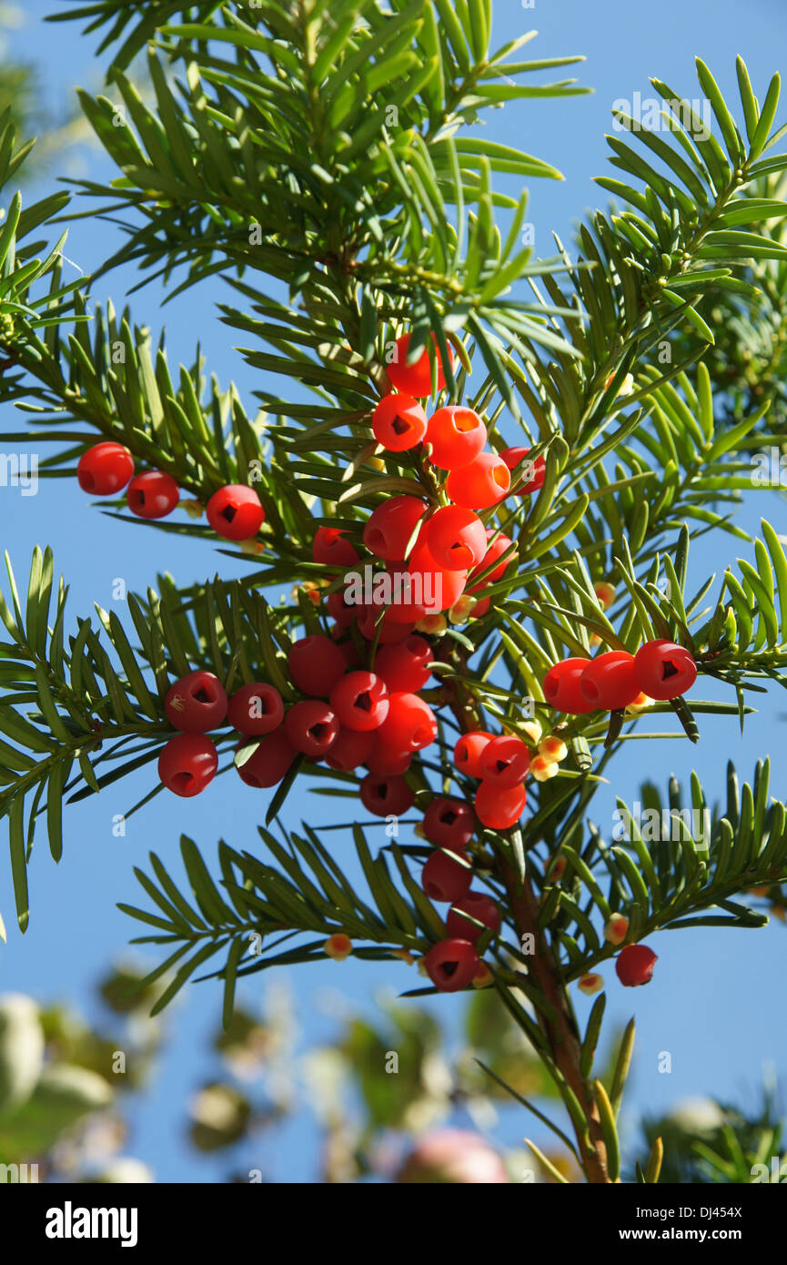 Fruits taxus Banque de photographies et d’images à haute résolution - Alamy