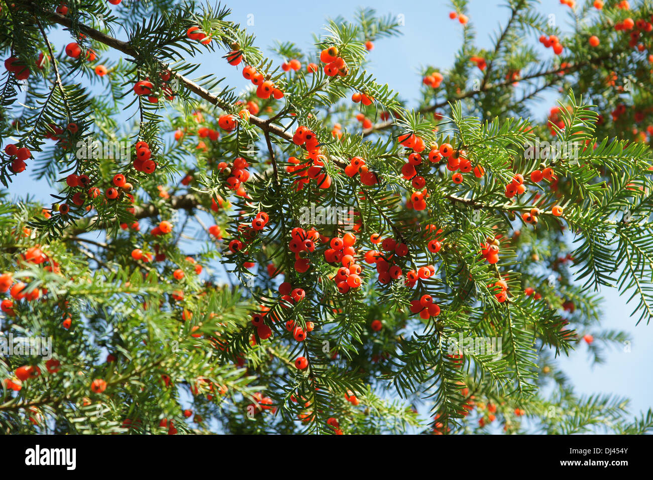 Fruits taxus Banque de photographies et d’images à haute résolution - Alamy