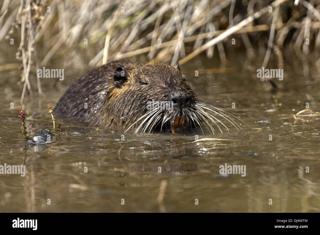 Nutra rat Banque de photographies et d’images à haute résolution - Alamy