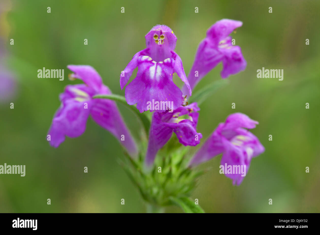 Ortie rouge Banque de photographies et d’images à haute résolution - Alamy