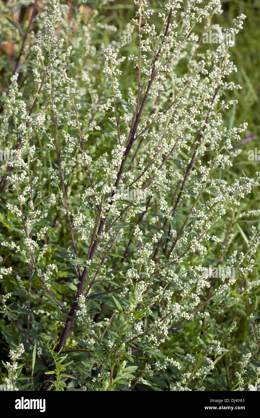 Armoise commune artemisia vulgaris Banque de photographies et d’images ...