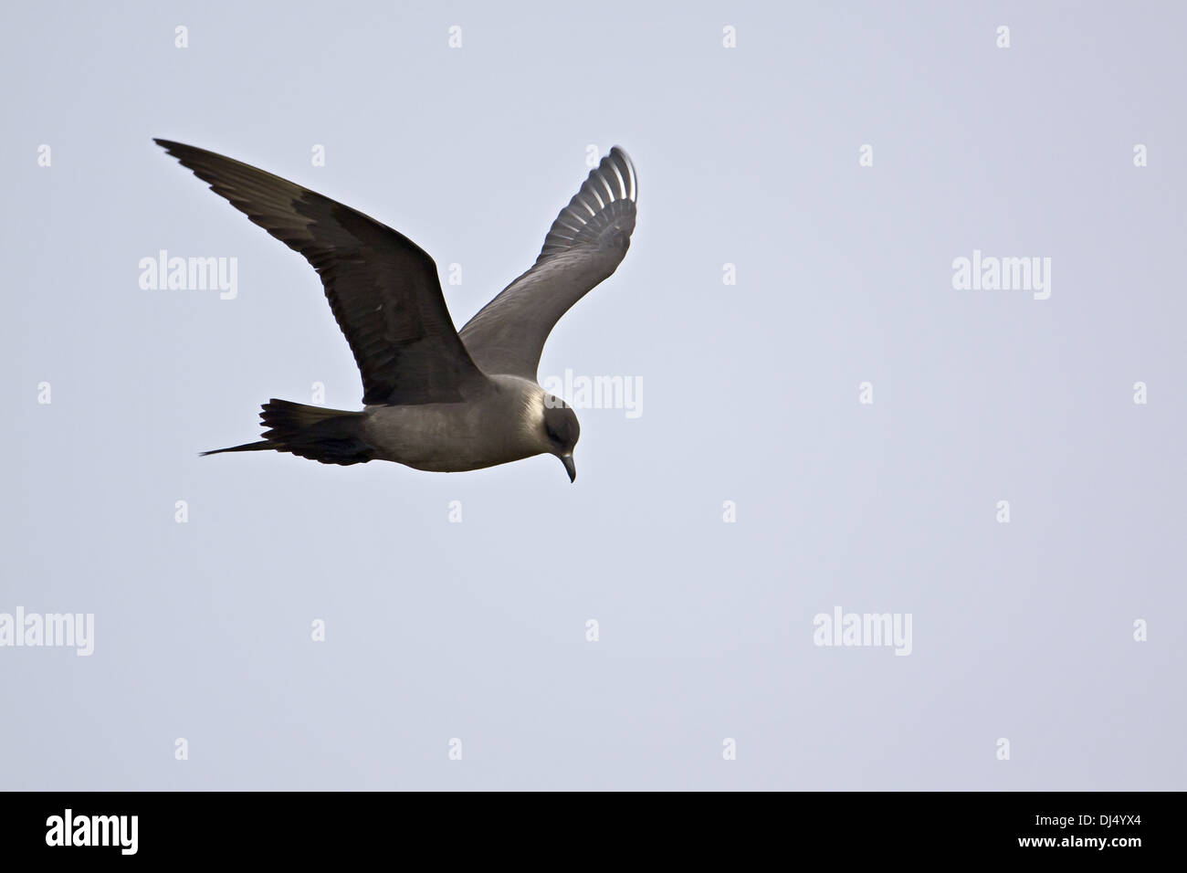 Labbe parasite Banque de photographies et d’images à haute résolution ...