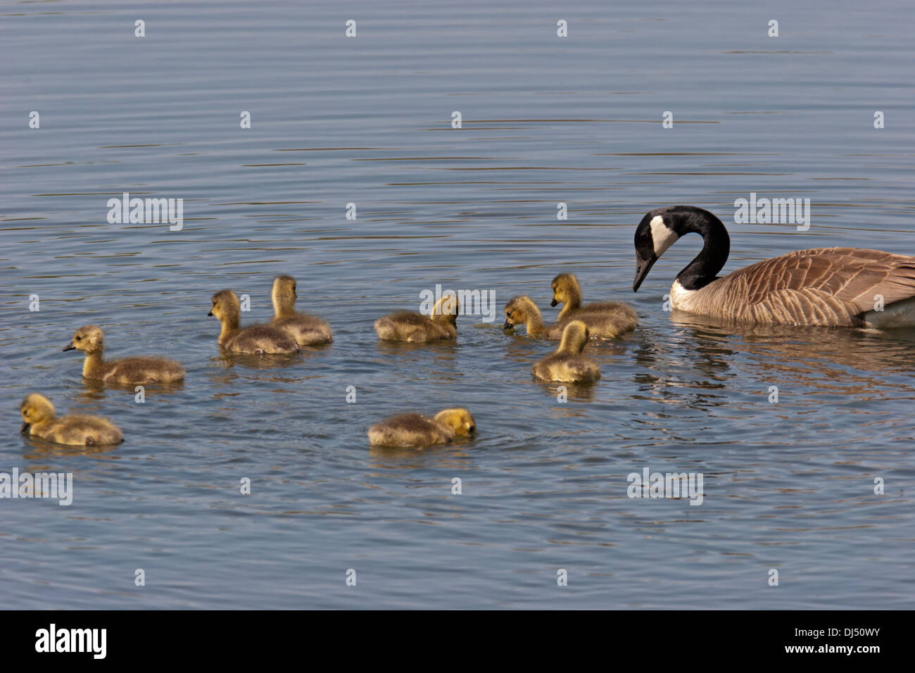 Bébés oiseaux Banque de photographies et d’images à haute résolution ...