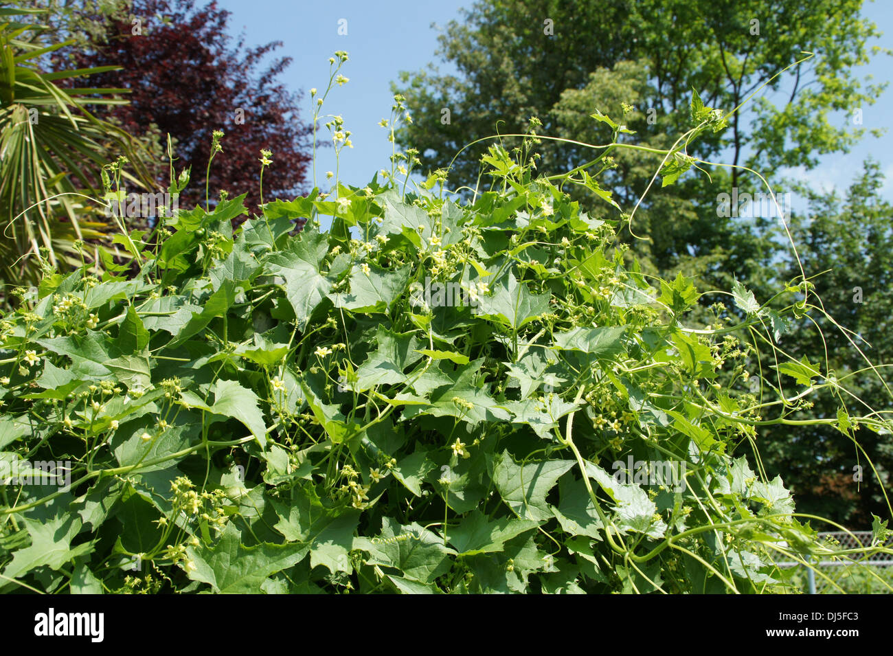 Bryony blanc Banque de photographies et d’images à haute résolution - Alamy