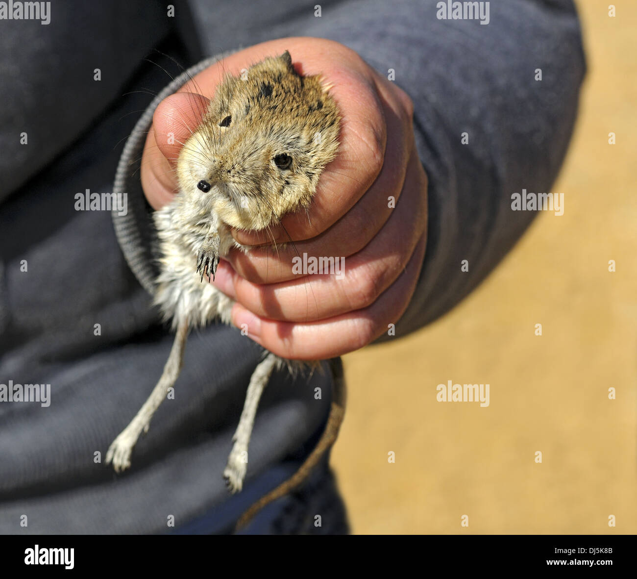 Musaraigne de l'éléphant Banque de photographies et d’images à haute ...