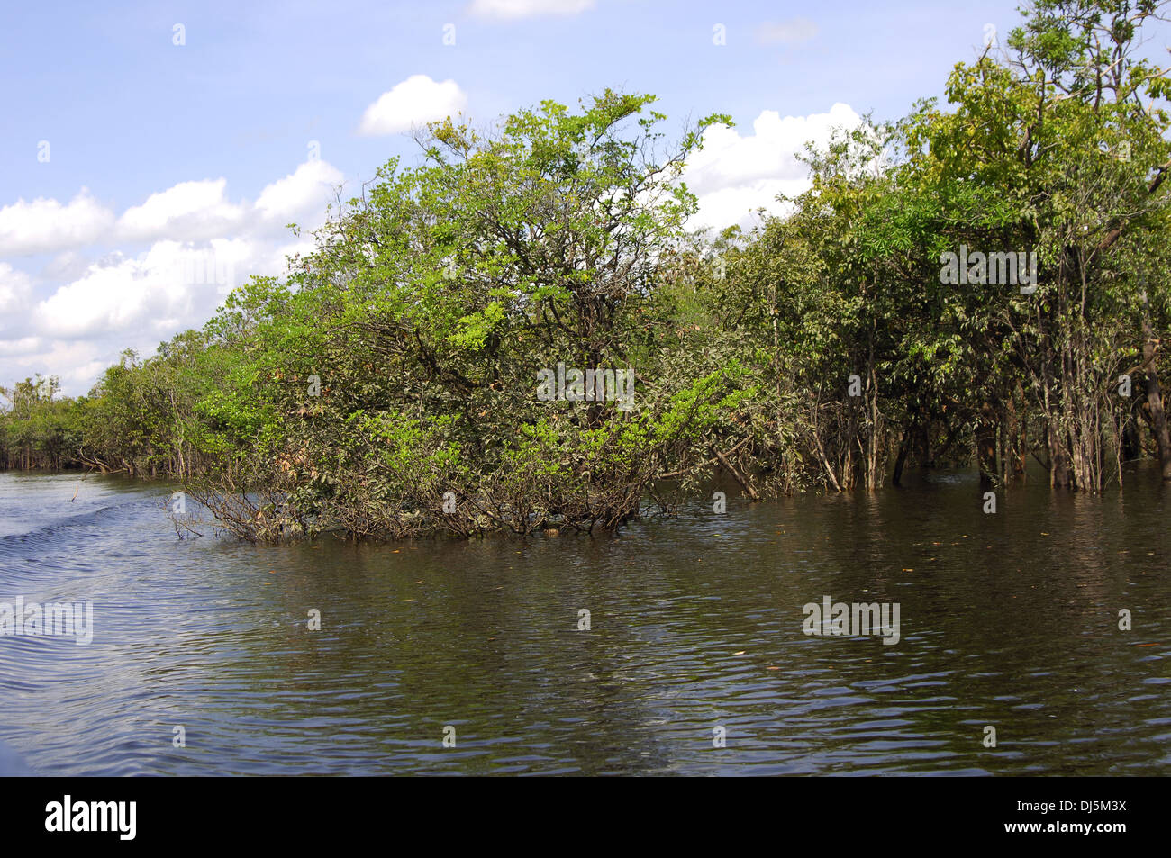 Amazon river basin Banque de photographies et d’images à haute ...