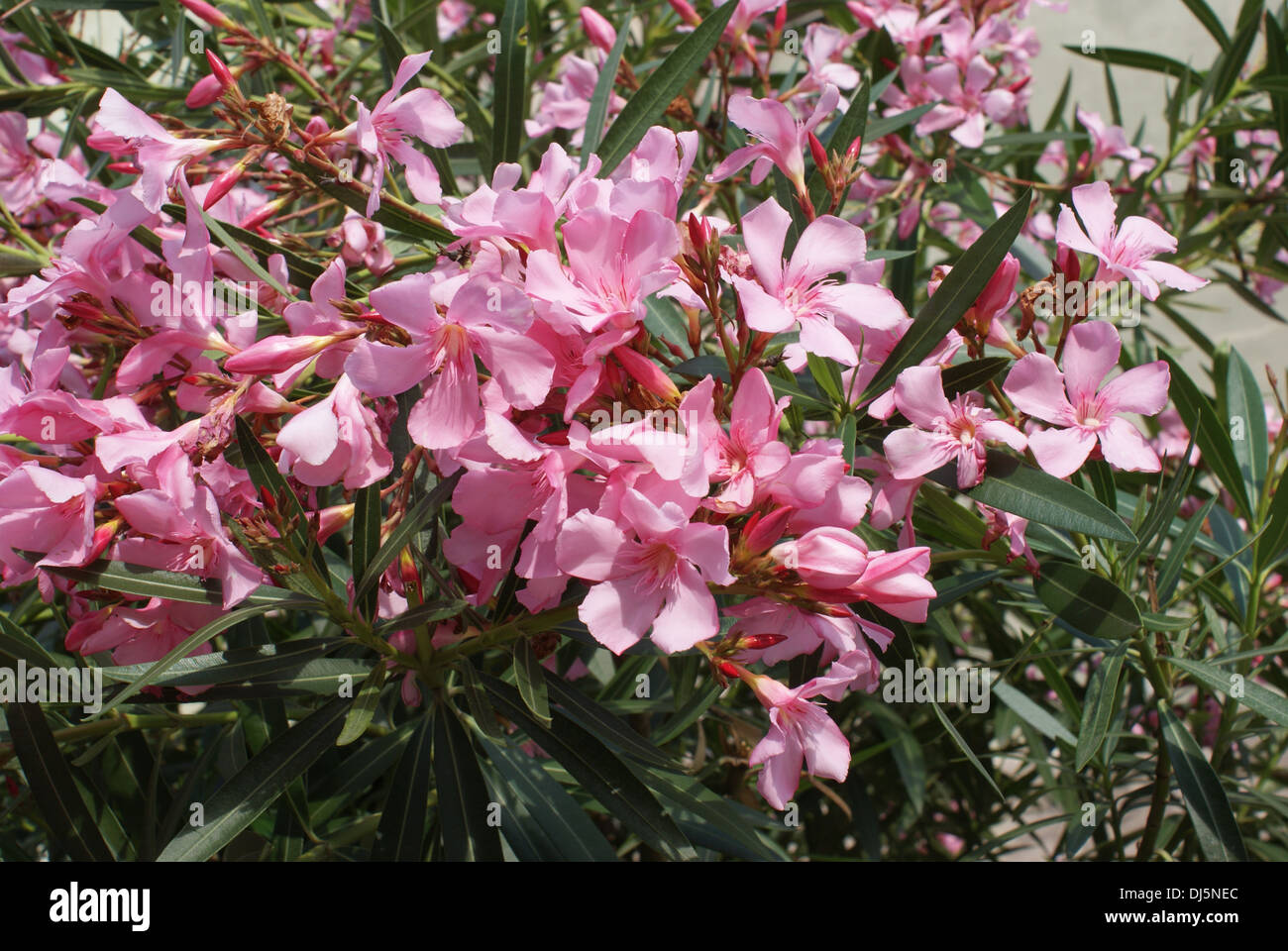 Nerium oleander Banque de photographies et d’images à haute résolution ...