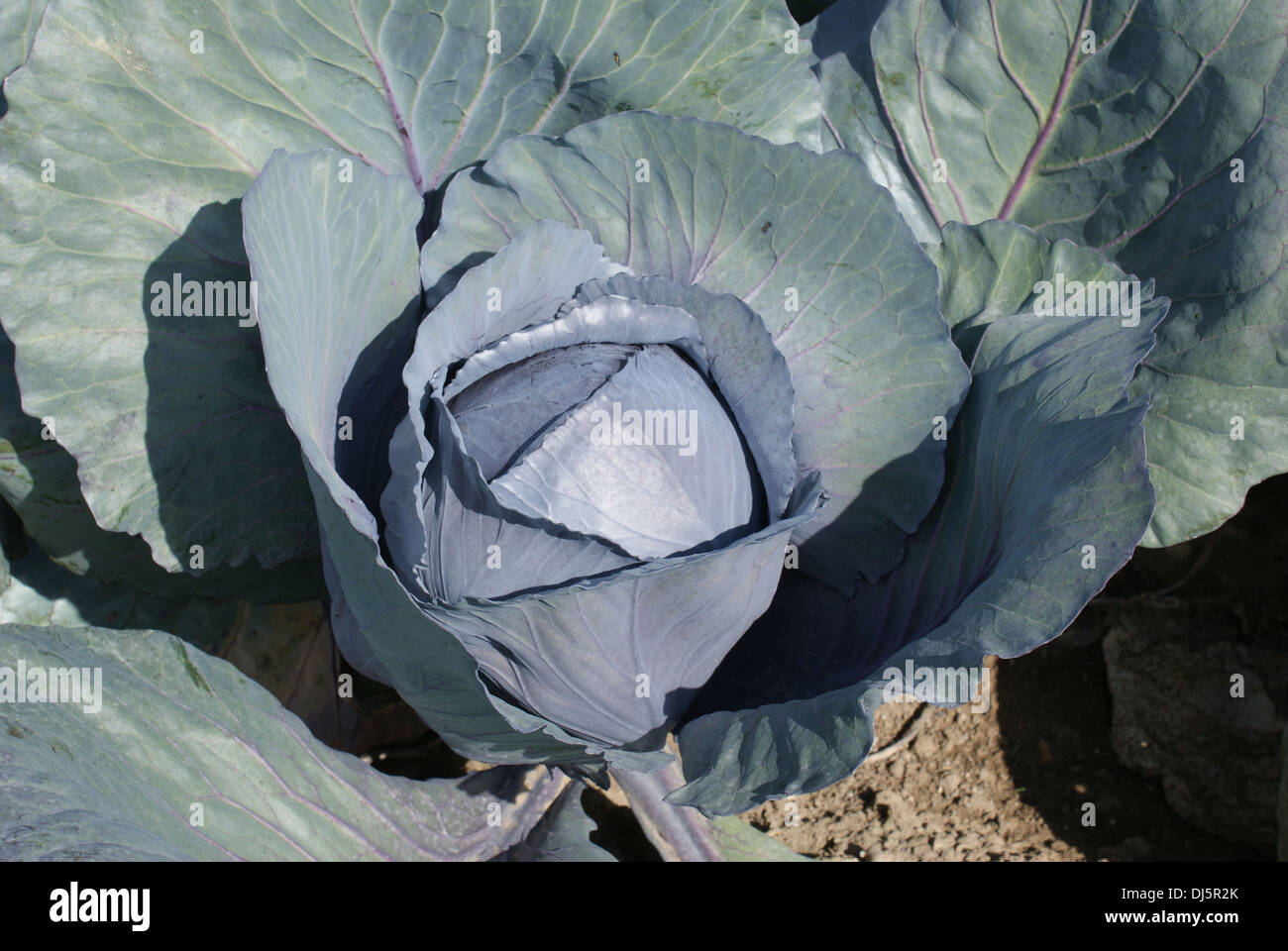 Chou rouge de bruxelles Banque de photographies et d’images à haute ...