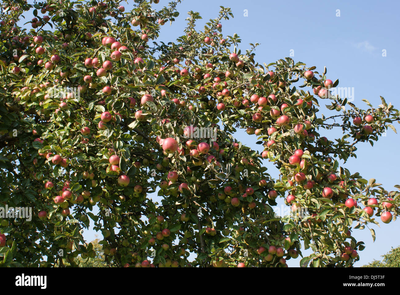 Pommier aux pommes Banque de photographies et d’images à haute ...