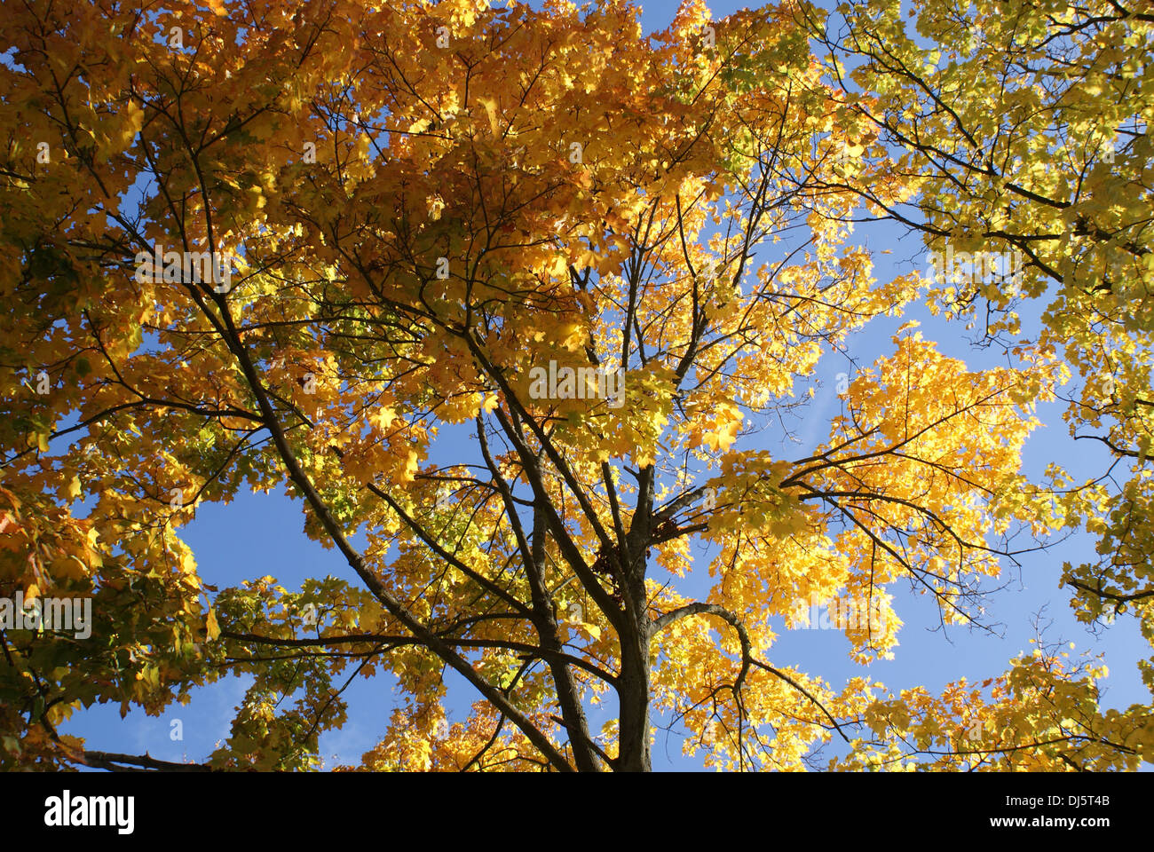 Érable De Norvège Banque d'image et photos - Alamy