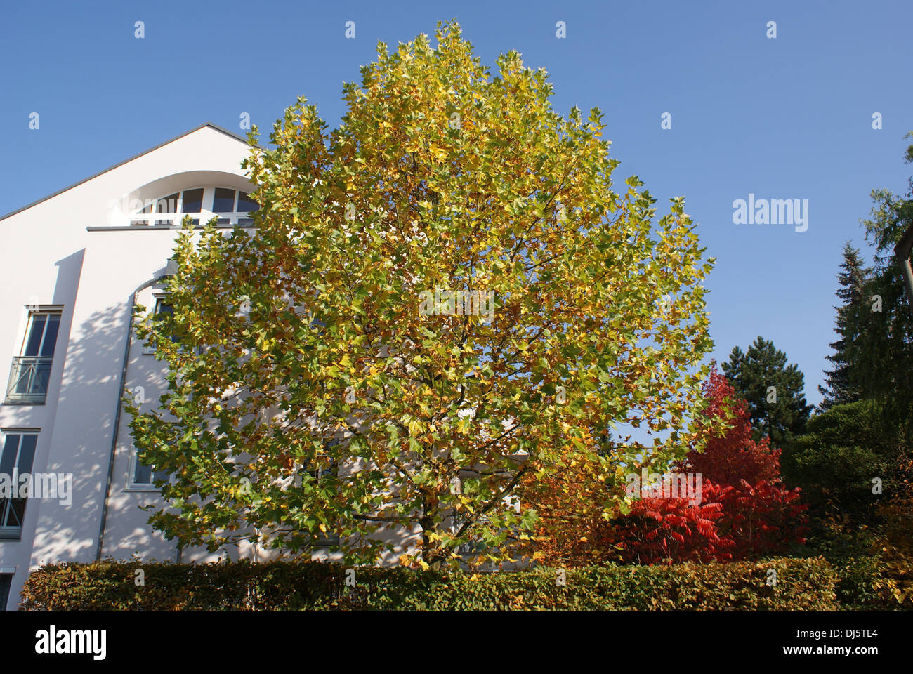 Feuille de platane Banque de photographies et d’images à haute ...