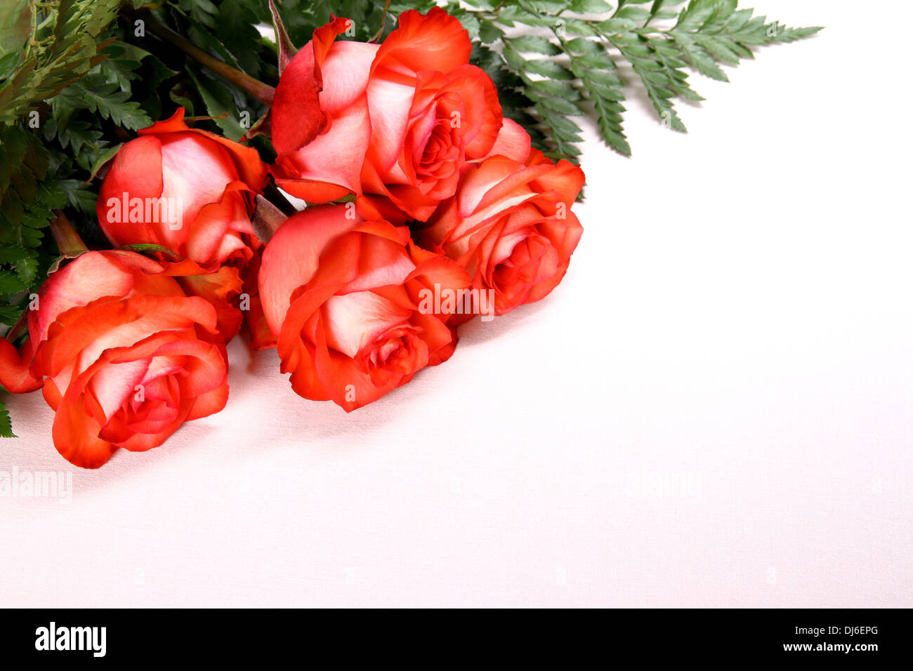 Carte de remerciement avec des roses roses Banque de photographies et d ...