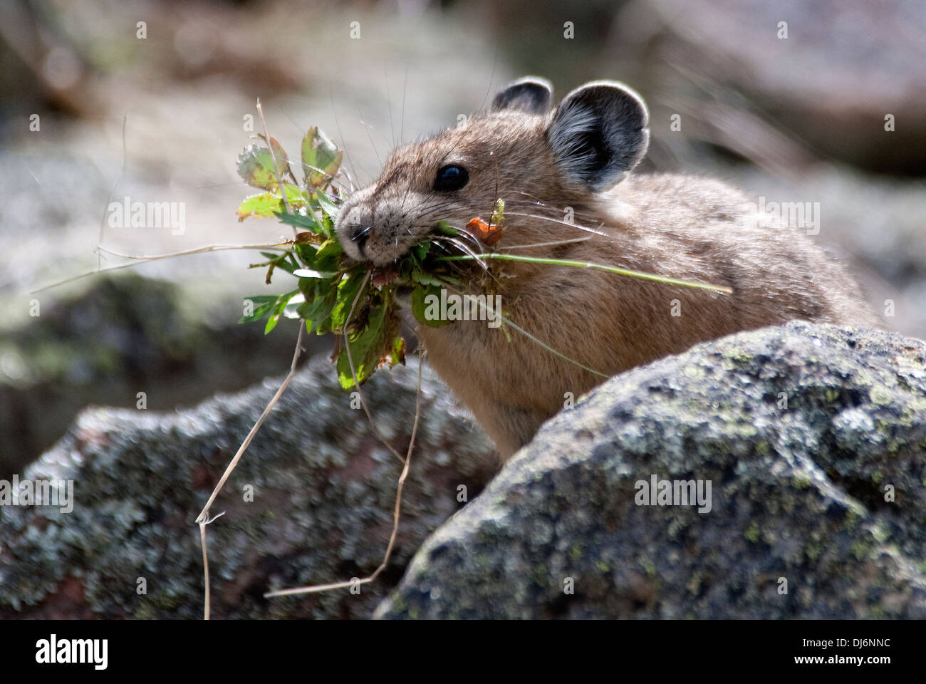 Ochotona princeps Banque de photographies et d’images à haute ...