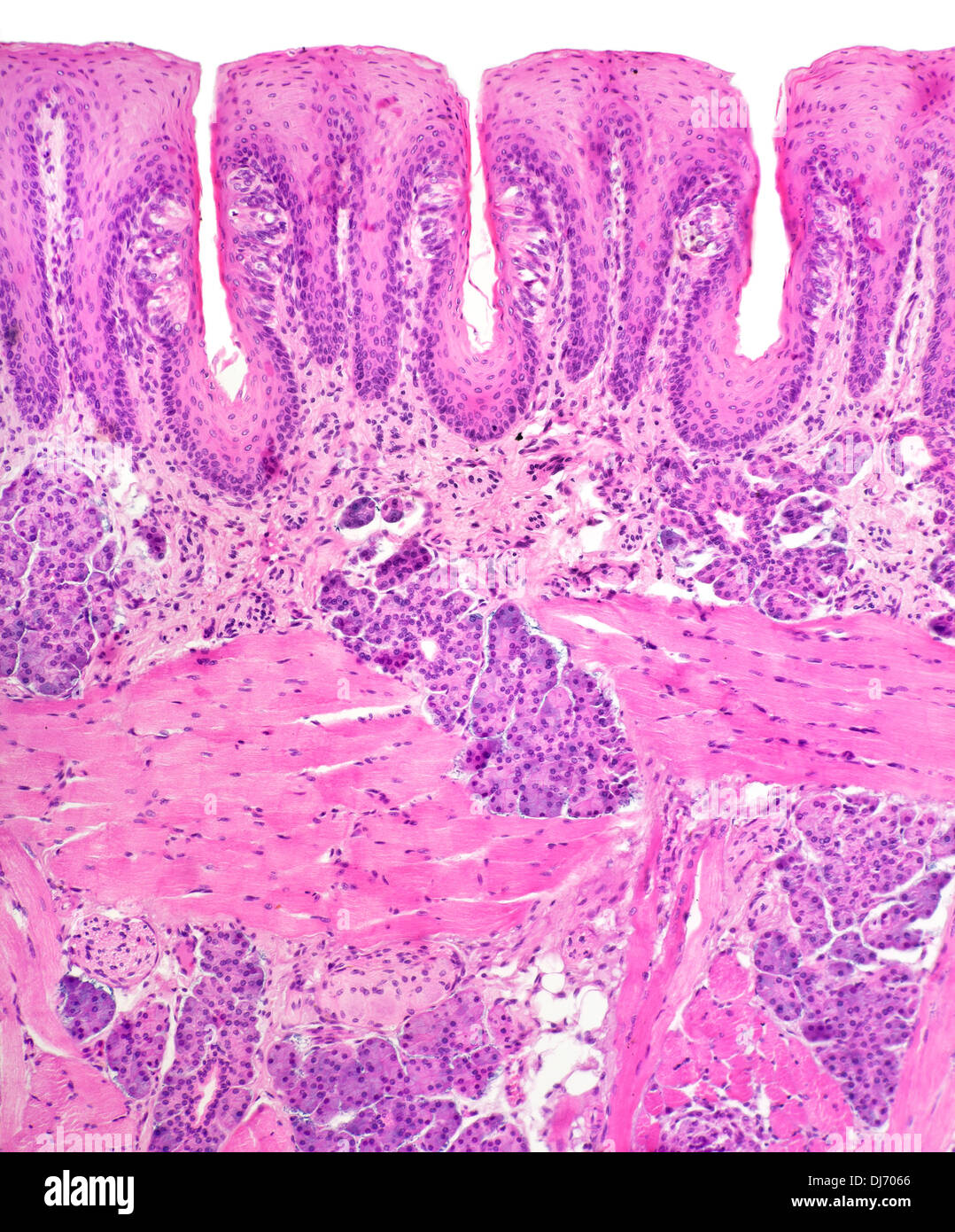 Papillae tongue Banque de photographies et d’images à haute résolution ...