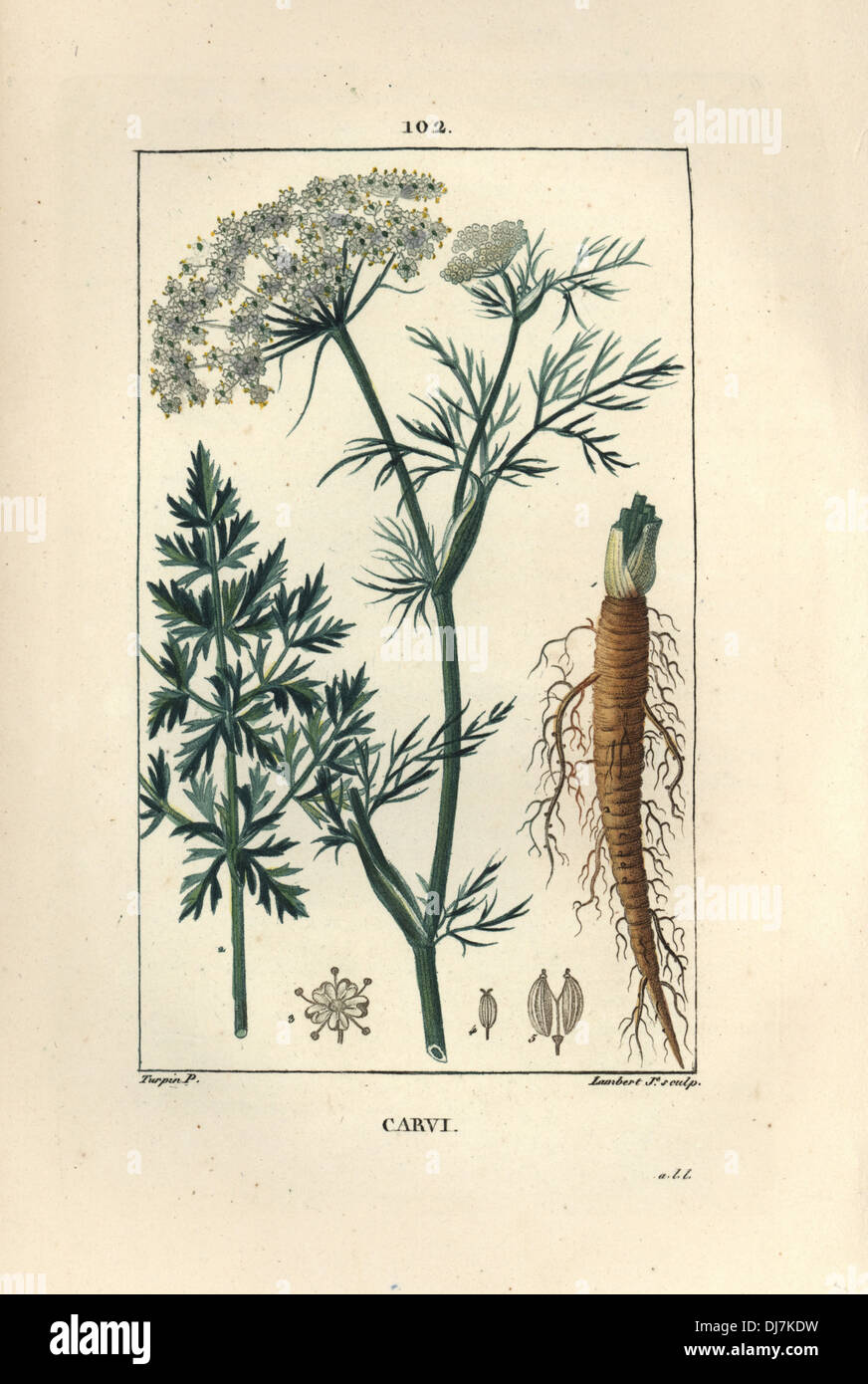 Dessin de carvi Banque de photographies et d’images à haute résolution ...
