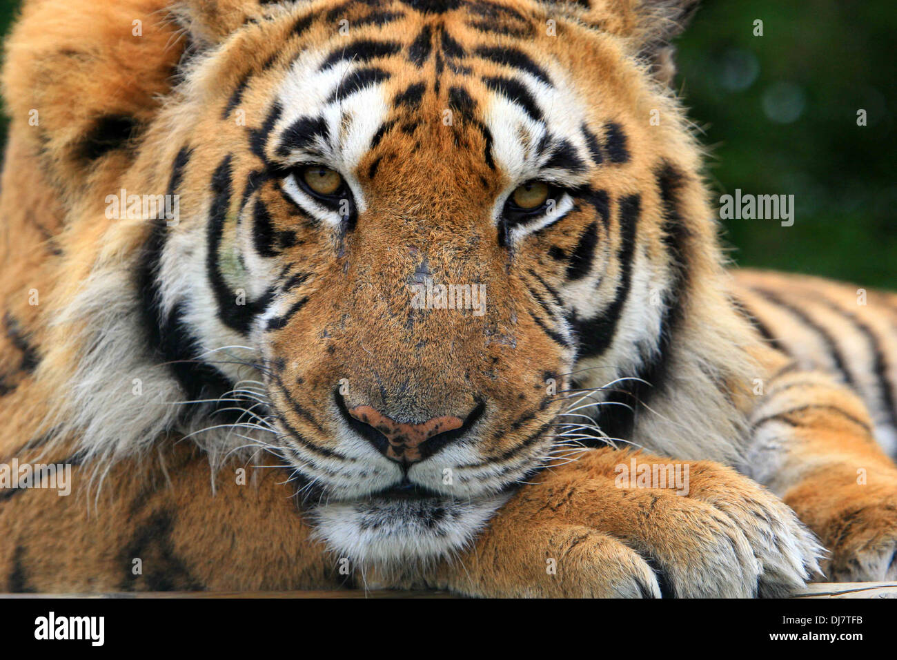Tigres face Banque de photographies et d’images à haute résolution - Alamy