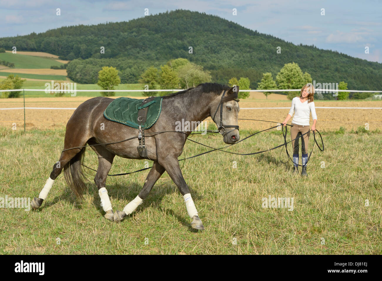 Double poney Banque de photographies et d’images à haute résolution - Alamy