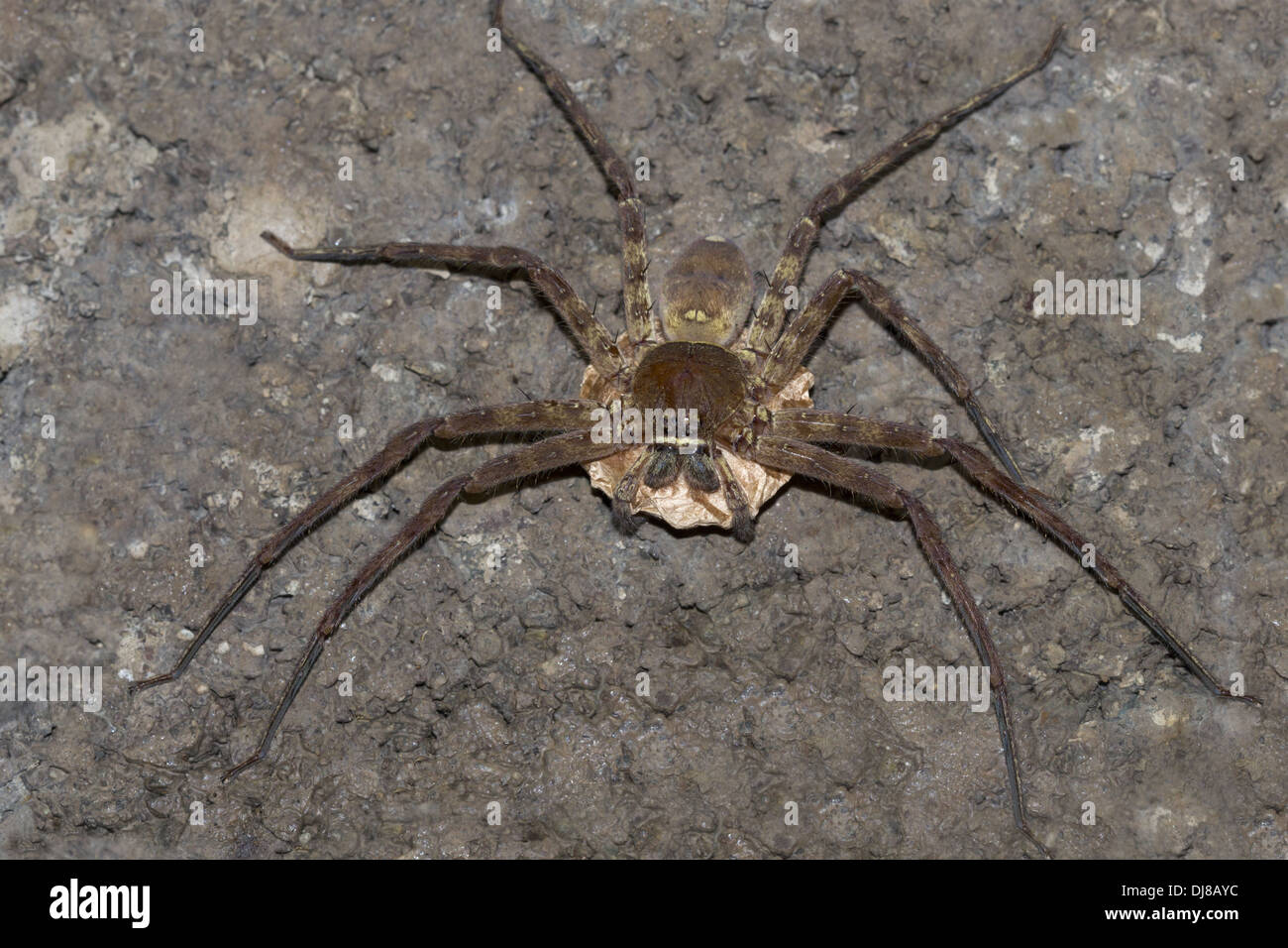 Huntsman spider sparassidae formerly heteropodidae Banque de ...